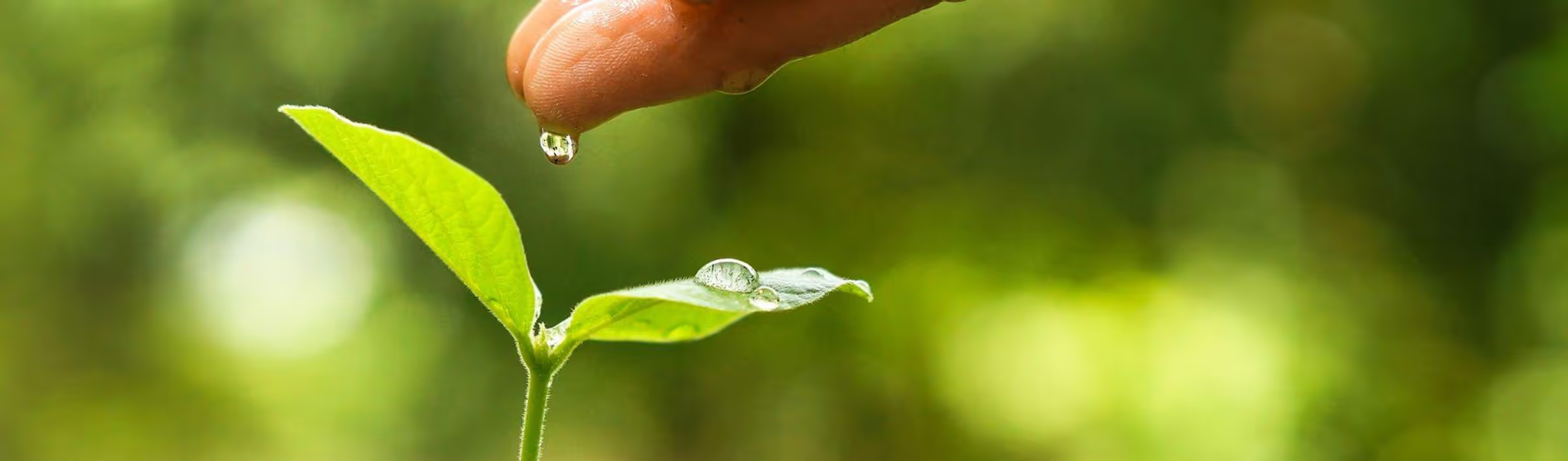 Sustainable Commitment | Erceflora: Nurturing Health & the Environment